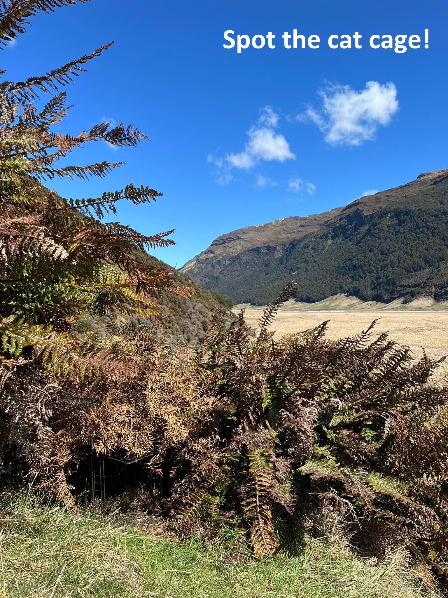 Routeburn Dart Wildlife Trust Ferral Cat New Zealand Predator Routeburn Dart Wildlife Trust Ferral Cat New Zealand Predator